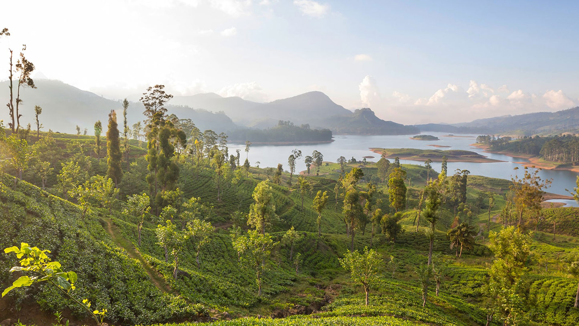Welcome to Le Brooke: Discover Your Exquisite Teas.