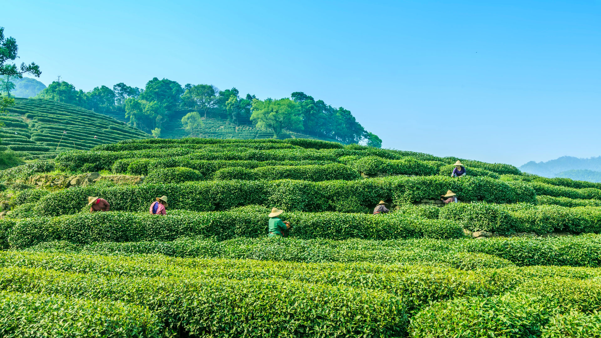 Welcome to Le Brooke: Discover Your Exquisite Teas.